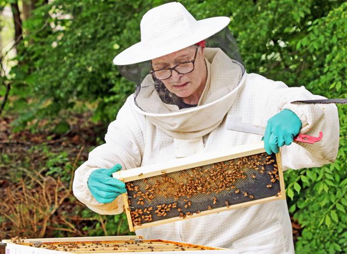 Queen Bee: Hives find a welcome home with the Celicos | Stonington ...
