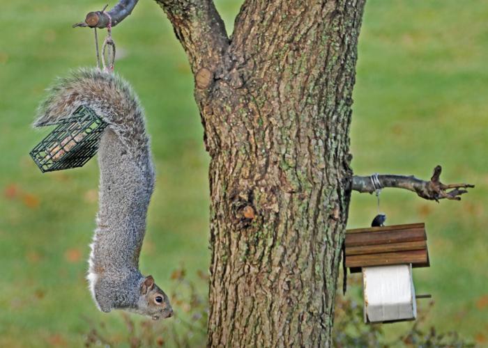 PHOTOS: Squirrel Acrobatics in Pawcatuck | Stonington | thewesterlysun.com