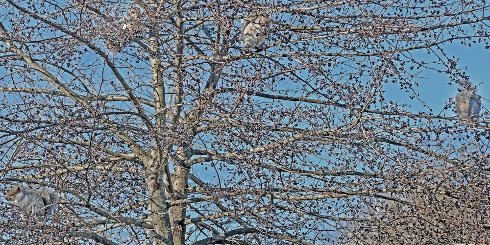 PHOTOS: Squirrels stalking berries in trees | Westerly | thewesterlysun.com