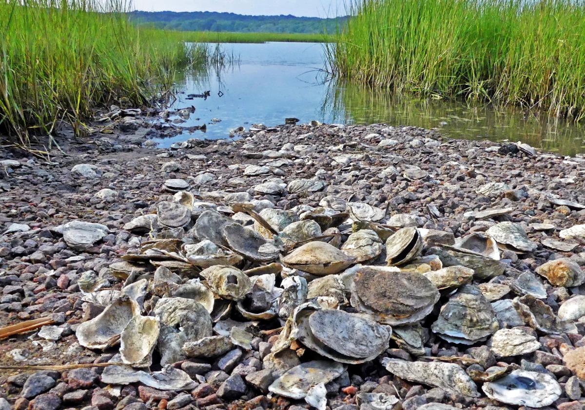 Winnapaug Pond to reopen for shellfishing early Thursday | Charlestown ...