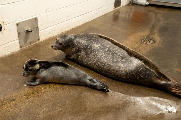 Mother's Day seal pup born at Mystic Aquarium | Front Porch News ...