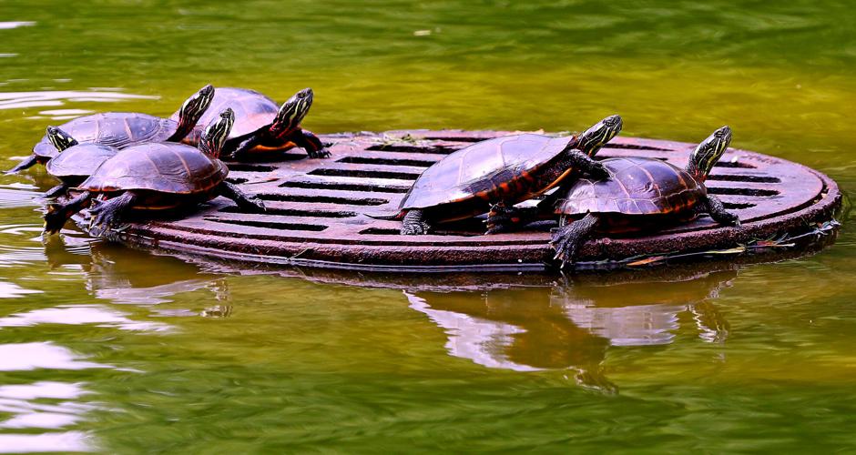 PHOTOS: Turtles worshipping the sun | Westerly | thewesterlysun.com