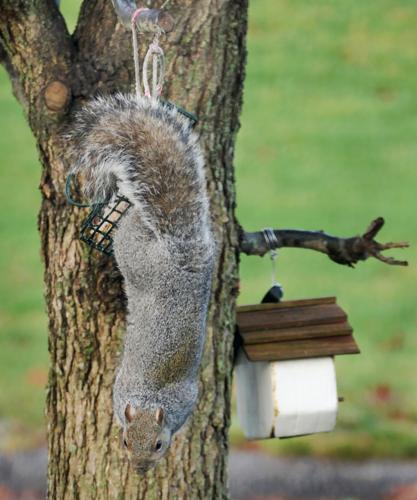 PHOTOS: Squirrel Acrobatics in Pawcatuck | Stonington | thewesterlysun.com