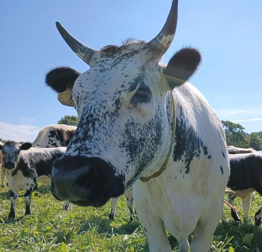 Leaving a legacy: Firefly Farms seeks home for its herd as retirement ...