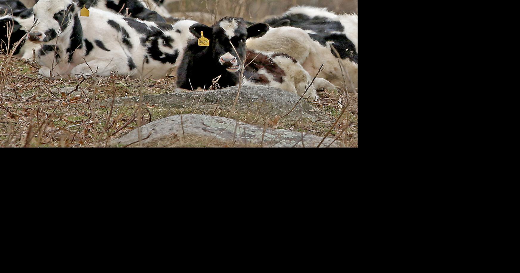 PHOTO: Cow napping | North Stonington | thewesterlysun.com