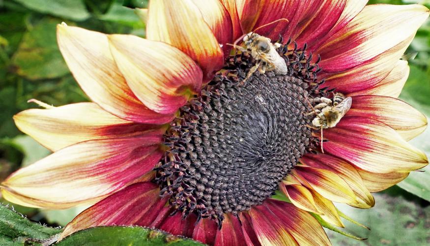 PHOTOS: 20th sunflower fundraiser at Buttonwoods | Westerly ...