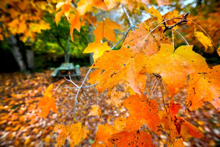 PHOTOS: Autumn ablaze at Hewitt Farm in North Stonington | North ...