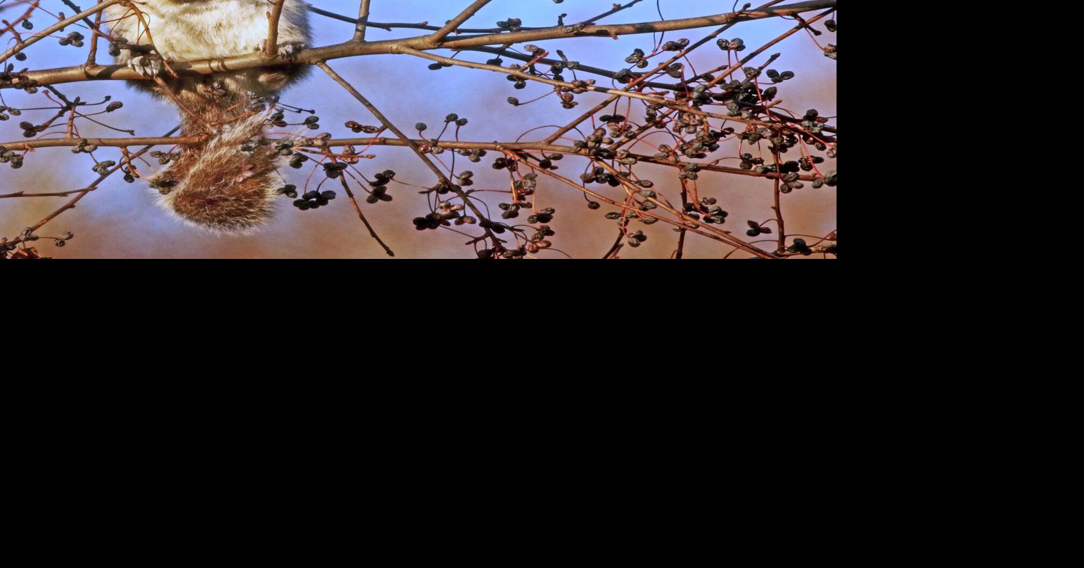PHOTOS: Squirrels stalking berries in trees | Westerly | thewesterlysun.com