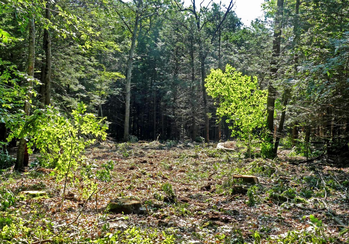 Conservancy clearing trees at Hoffman Evergreen Preserve to restore ...