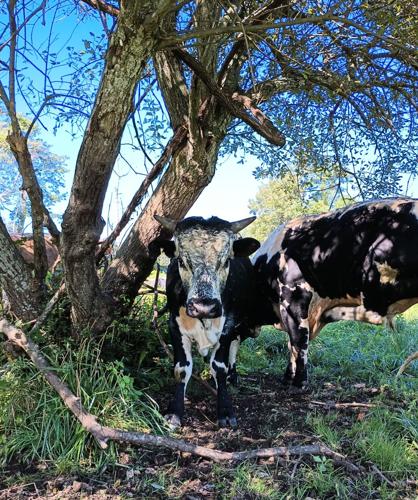 Leaving a legacy: Firefly Farms seeks home for its herd as retirement ...