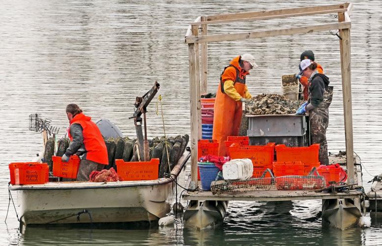 PHOTOS: Sorting the oyster catch | Westerly | thewesterlysun.com
