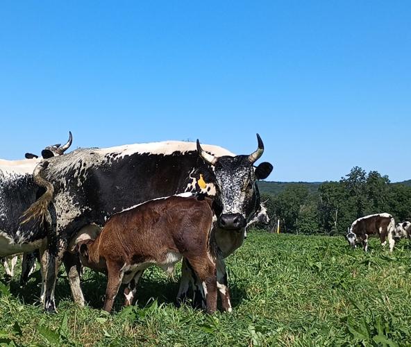 Leaving a legacy: Firefly Farms seeks home for its herd as retirement ...