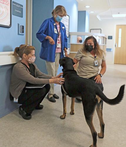 PHOTOS: Therapy dogs return to Westerly Hospital | Westerly ...
