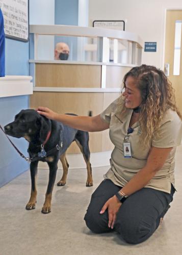 PHOTOS: Therapy dogs return to Westerly Hospital | Westerly ...