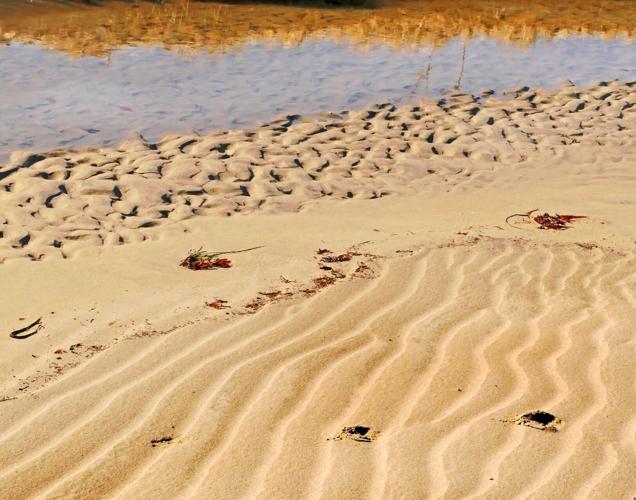 PHOTOS: A spring walk at Napatree | Westerly | thewesterlysun.com