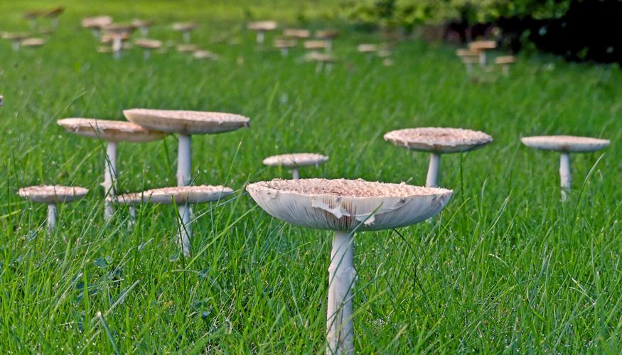 PHOTOS: An abundance of beauty in a field of mushrooms | Westerly ...