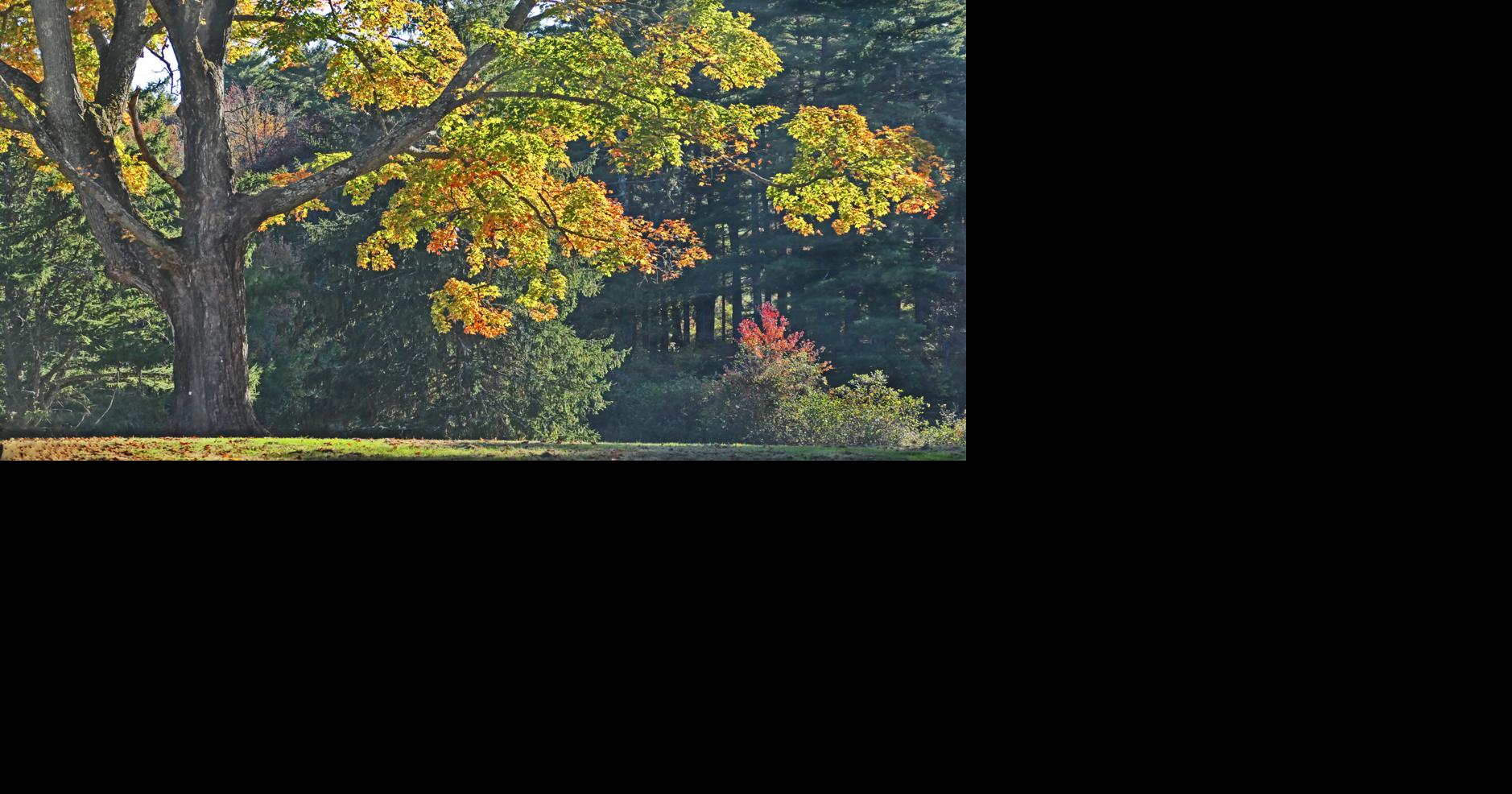 Photos: Fall Foliage | Daily-news-alerts | thewesterlysun.com