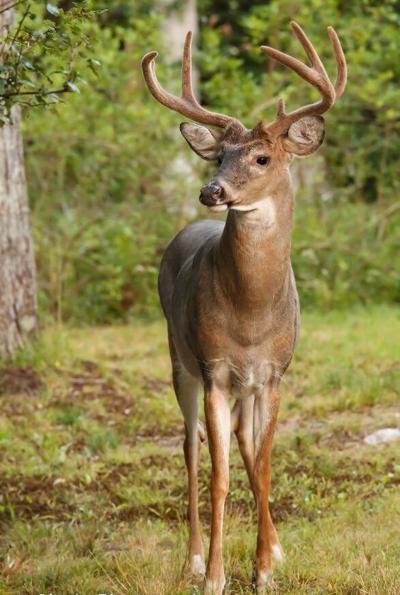 Deer hunting permits and deer survey available through RIDEM | Westerly ...