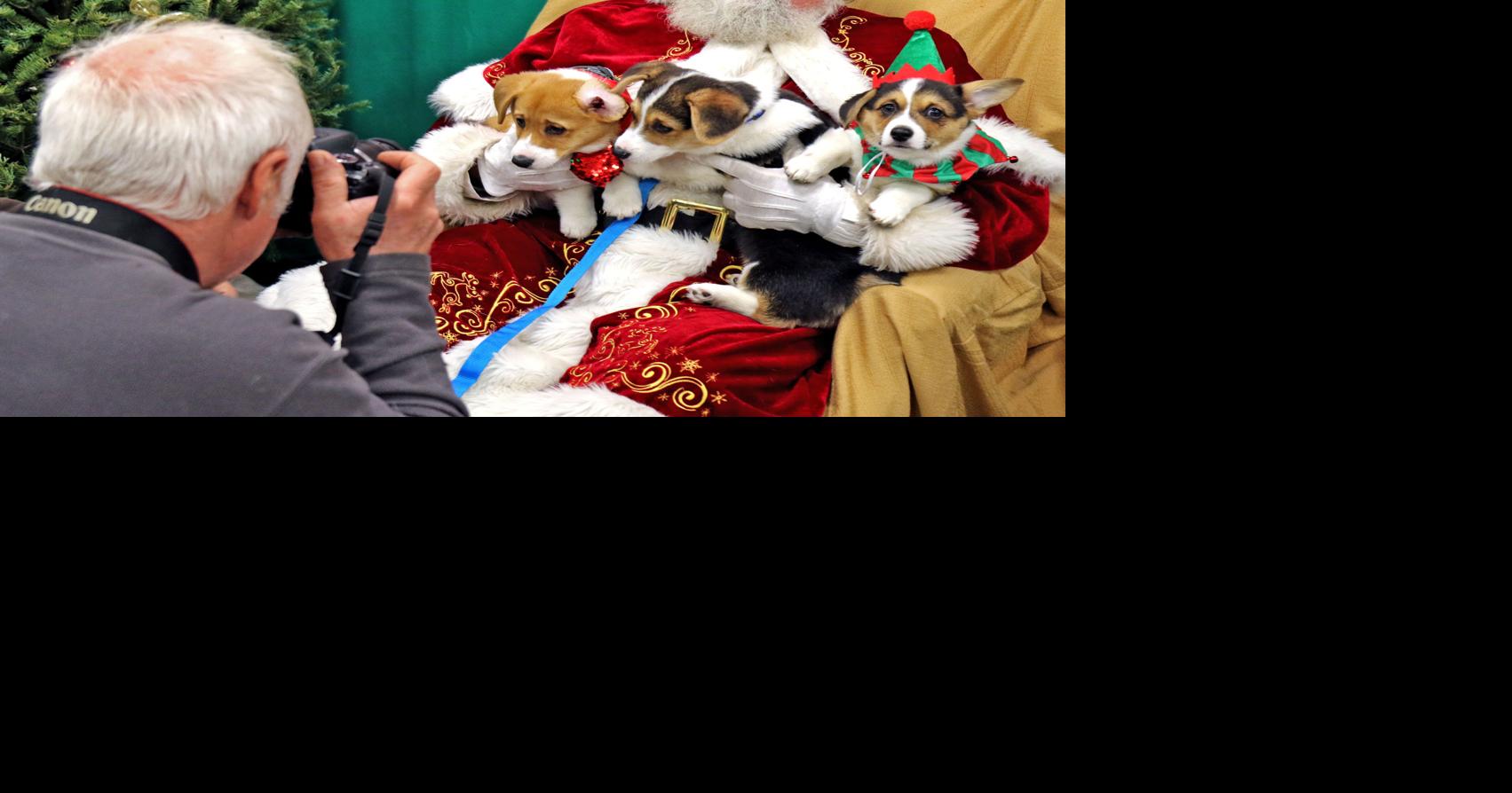 PHOTOS: Paws for Santa Claus at the annual Pet Photos with Santa event ...