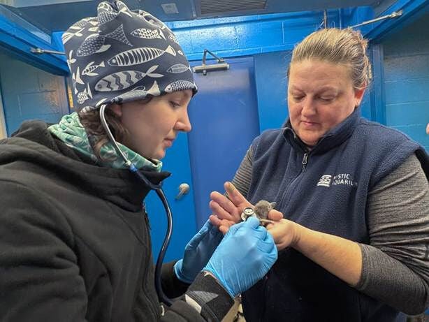 African penguin chicks hatch at Mystic Aquarium during winter storm ...