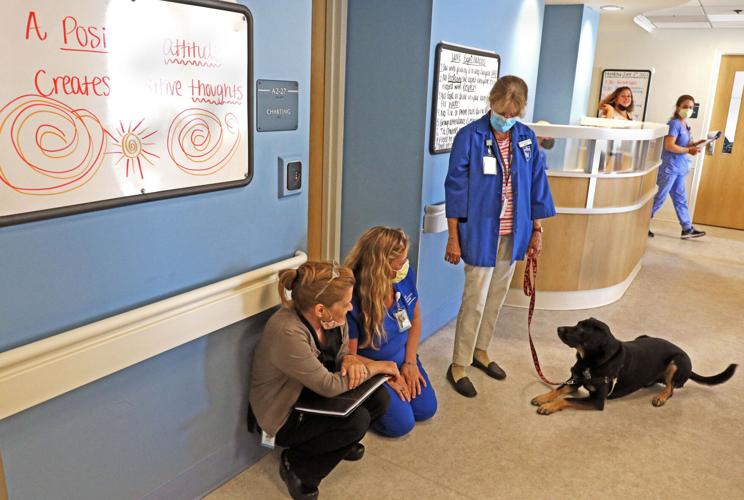 PHOTOS: Therapy dogs return to Westerly Hospital | Westerly ...