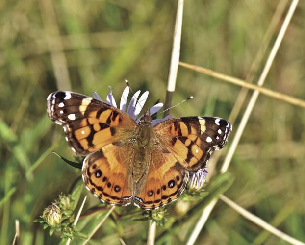 The Naturalist's Journal: Thanks for the memories, Mr. Eternal Voice of ...