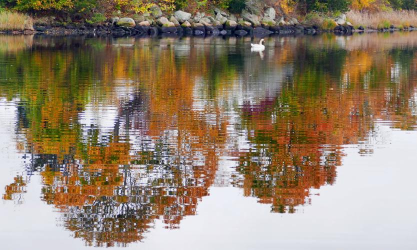 PHOTOS: Swan River on the Pawcatuck | Westerly | thewesterlysun.com