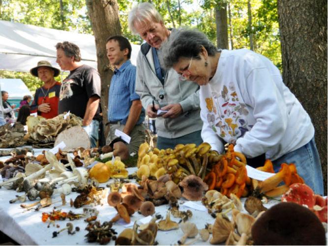 15th annual Mushroom Festival: Fun(gus) for all at nature center | News ...