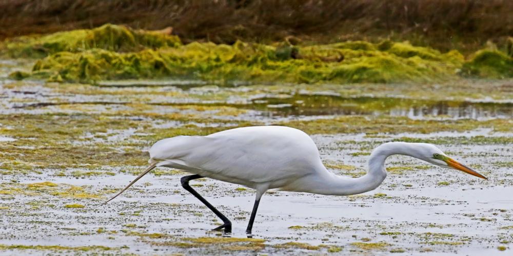 PHOTOS: A lone great egret stalks the marshland of Winnapaug Pond ...