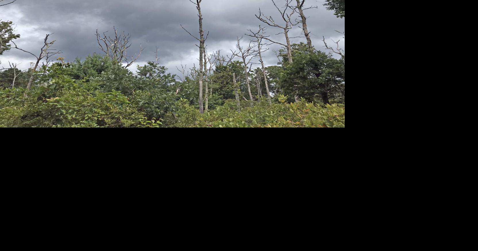 Swamp Yankee Stories: Gingerly following the path of a hungry fellow ...