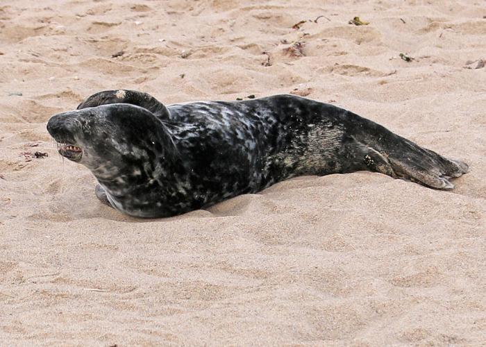 PHOTOS: Curious Critter | Westerly | thewesterlysun.com
