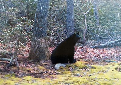 In the Wild: Residents of our region are learning to coexist with bears ...