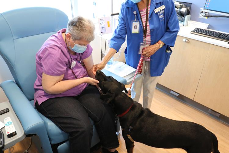 PHOTOS: Therapy dogs return to Westerly Hospital | Westerly ...