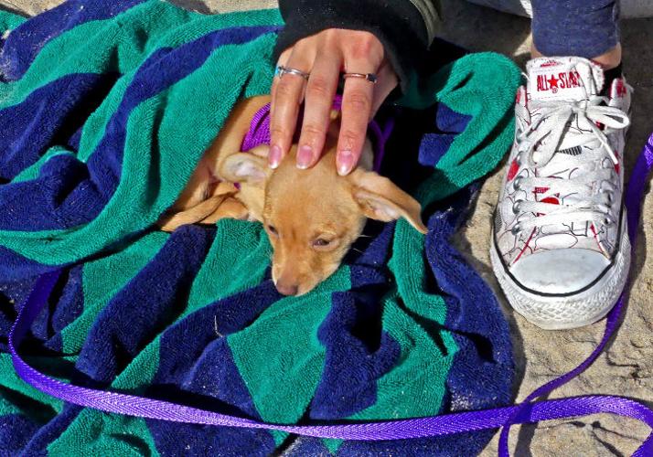 PHOTOS: This puppy looks chilly, but oh so cute | News | thewesterlysun.com