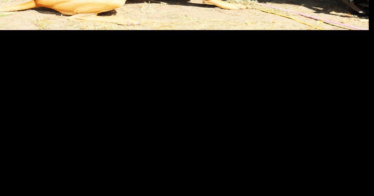 D J Gadget and Roxie (age 2). Stand Up For Animals Bark-B-Que, Saturday ...