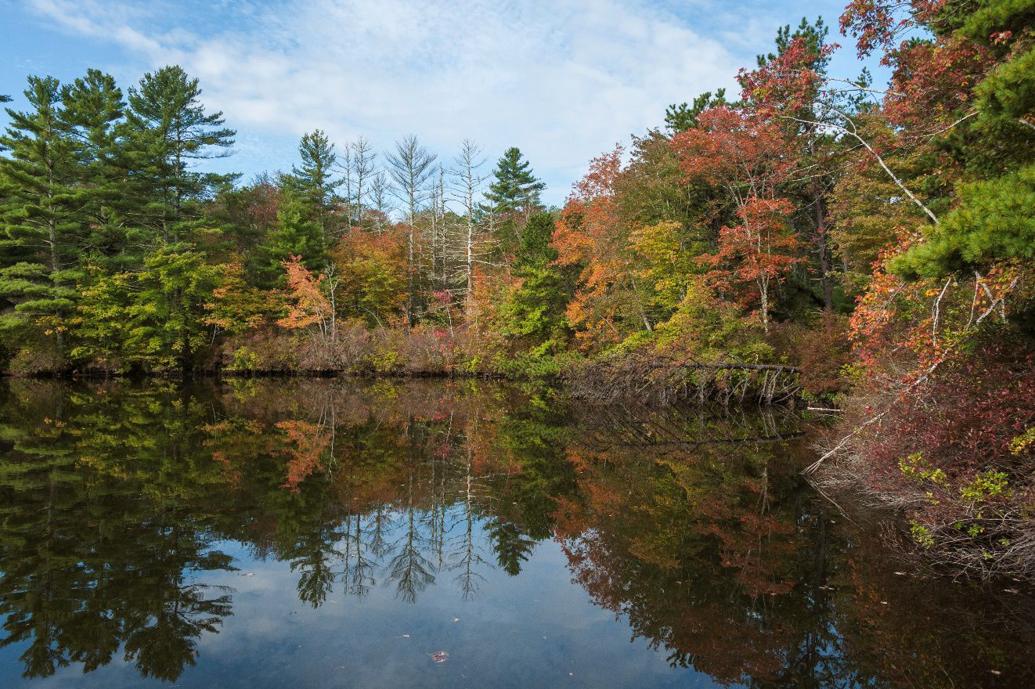 Timber harvesting in Arcadia Management Area set for this summer ...