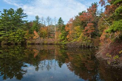 Timber harvesting in Arcadia Management Area set for this summer ...
