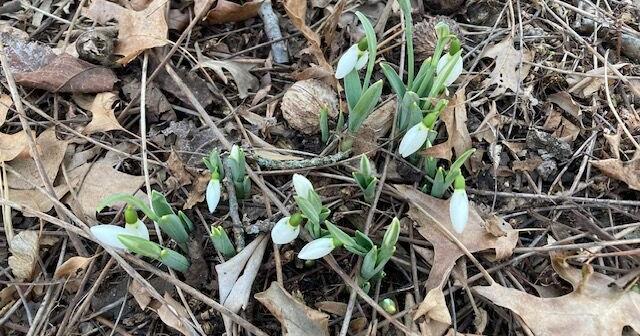 Hope springs eternal: spring flowers are popping up | Front Porch News ...
