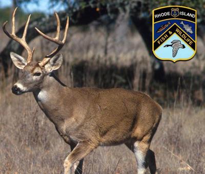 Deer hunting to be allowed at Ninigret National Wildlife Refuge ...