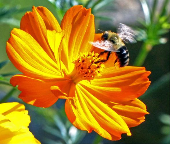 PHOTOS: A bee gets busy gathering pollen | News | thewesterlysun.com