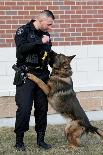 Westerly police retire police dog Niko, introduce Damon after Bruno ...