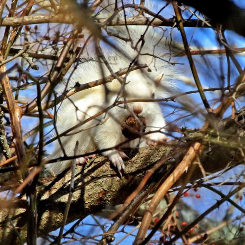 PHOTOS: Harry the white squirrel reappears | Westerly | thewesterlysun.com