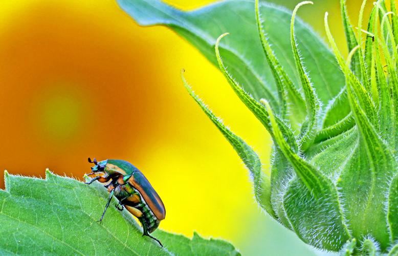 PHOTOS: The hidden life of sunflowers | Stonington | thewesterlysun.com