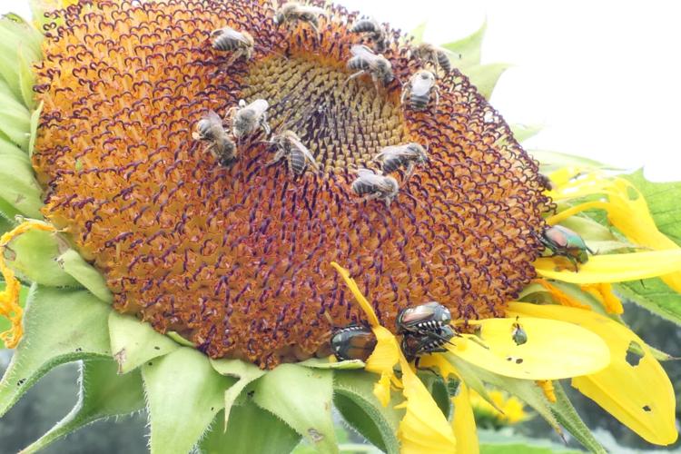 PHOTOS: 20th sunflower fundraiser at Buttonwoods | Westerly ...