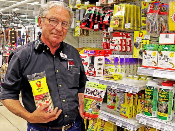 Rat-control products flying off the shelves at area hardware stores ...