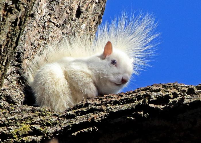 PHOTOS: Harry the white squirrel reappears | Westerly | thewesterlysun.com