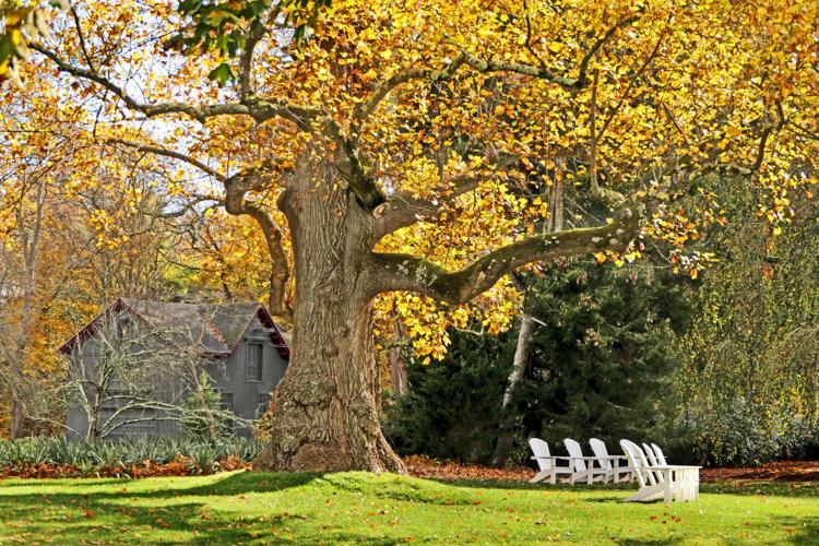 PHOTOS: Autumn on Margin Street | Daily-news-alerts | thewesterlysun.com