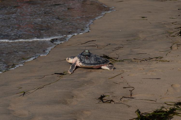 PHOTOS: Mystic Aquarium helps Kemp's ridley turtles return home ...