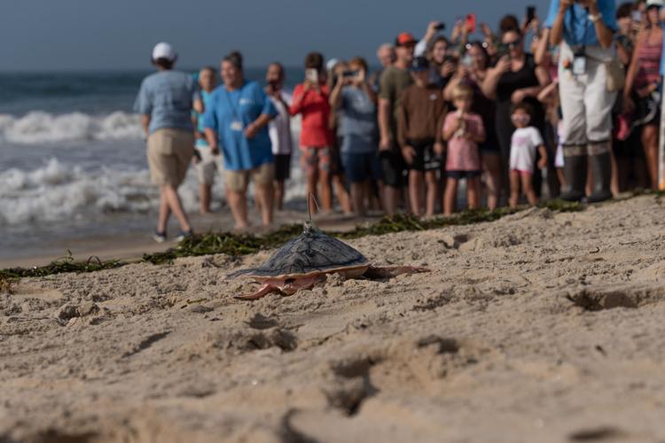 PHOTOS: Mystic Aquarium helps Kemp's ridley turtles return home ...