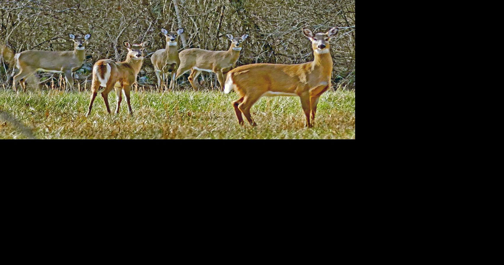DEM cautions drivers to be alert for deer crossing roadways during ...